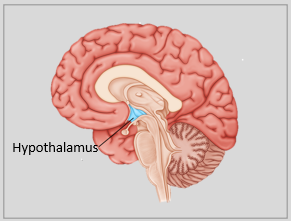 Hypothalamus Clinisciences