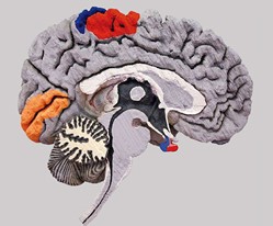 Neuroanatomy Clinisciences