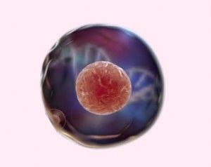 Unipotent stem cells Clinisciences