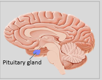 Pituitary gland Clinisciences