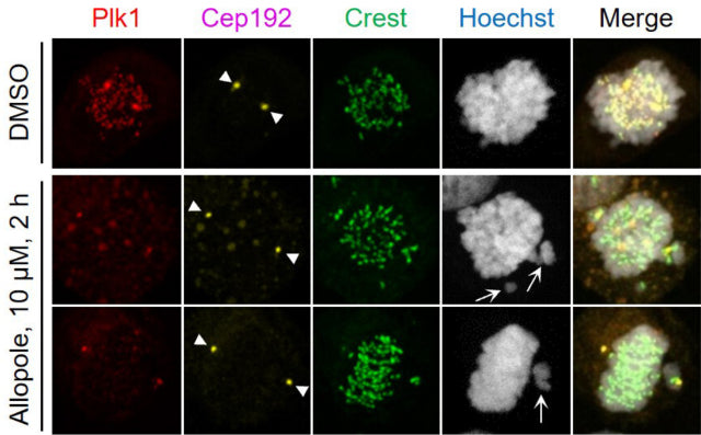 15-234 | Anti-Centromere Protein Antibody Clinisciences