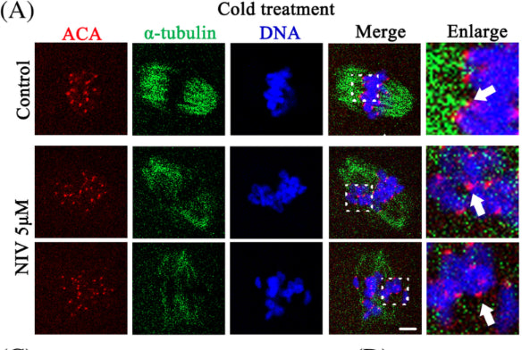 15-234 | Anti-Centromere Protein Antibody Clinisciences