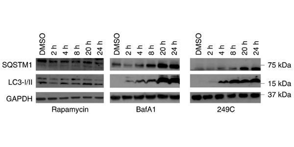 HY-100558-100ug | Bafilomycin A1 [88899-55-2] Clinisciences