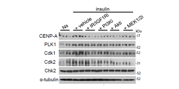 HY-10191-1ml | Linsitinib [867160-71-2] Clinisciences