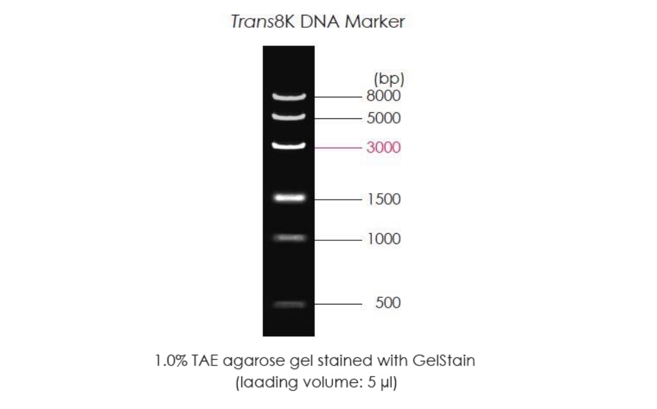 BM151-02 | Trans8K DNA Marker Clinisciences