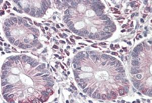 AF2817a | SLC10A2 / ASBT Antibody (C-Term) Clinisciences