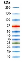 CRG1032 | Prestained Protein Ladder (10-250 kDa) Clinisciences