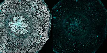 AS07268 | Fucose Clinisciences