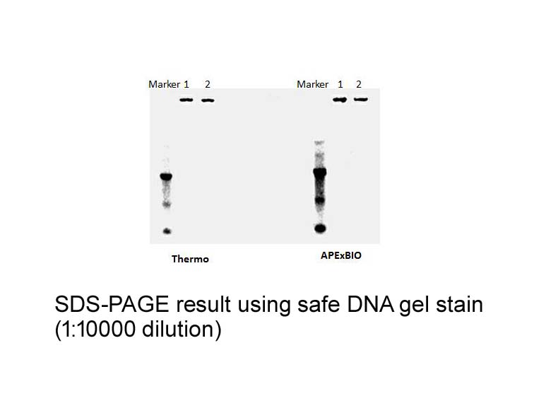 A8743-1ml | Safe DNA Gel Stain Clinisciences