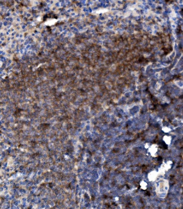 A33313 | Anti-LY6C Antibody Picoband™ Clinisciences