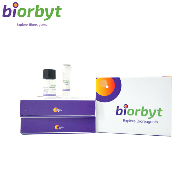 Orb2324606-100ul | Rabbit IgG Isotype Control Clinisciences