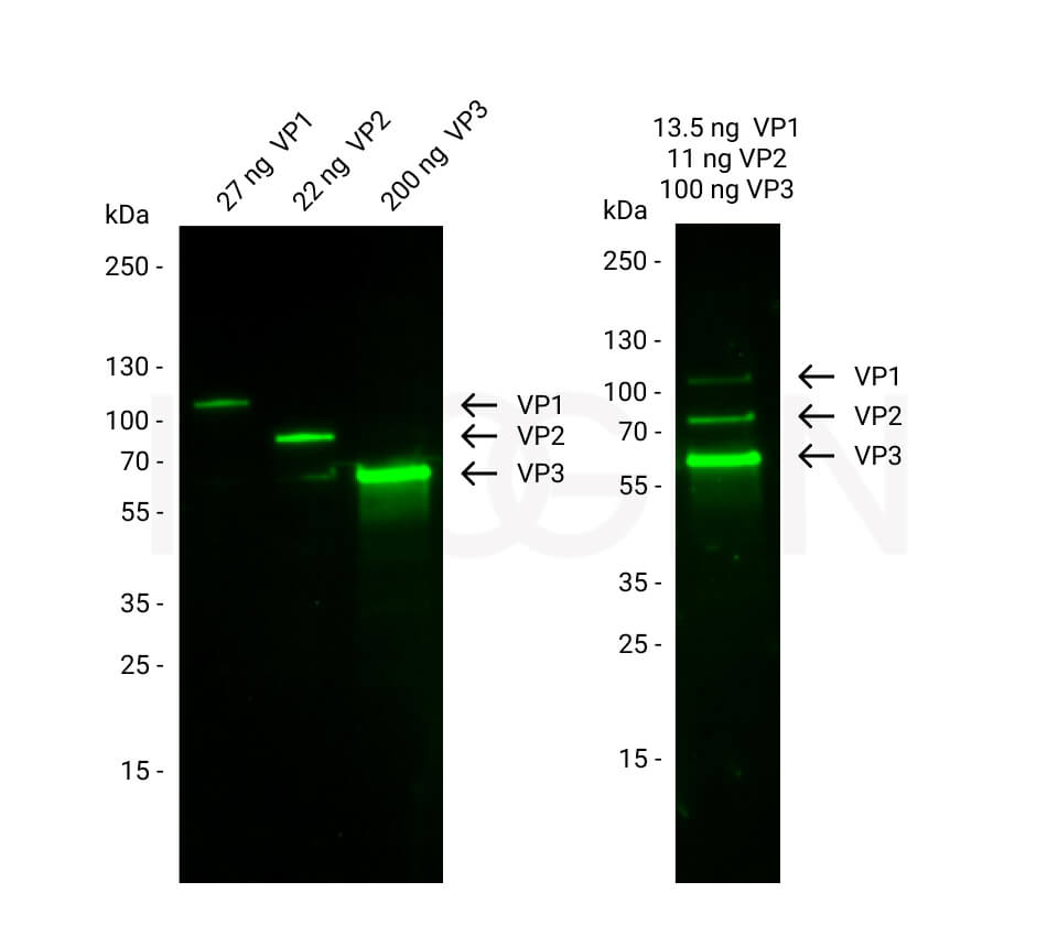 72001 | AAV2 VP1 + VP2 + VP3, recombinant proteins, set Clinisciences