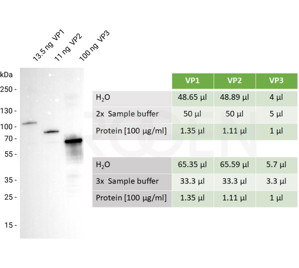 72001 | AAV2 VP1 + VP2 + VP3, recombinant proteins, set Clinisciences