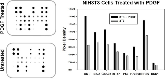 AAH-AKT-1-8 | Human/Mouse AKT Pathway Phosphorylation Array C1 ...