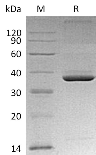NB-64-53145-5ug | Apolipoprotein E/APOE Protein, Mouse, Recombinant