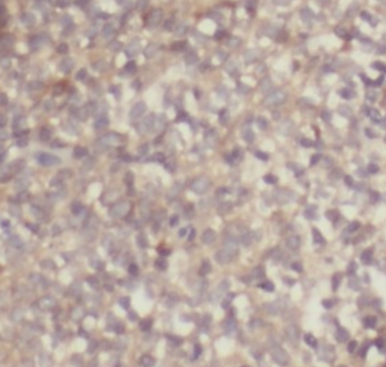 510588-100ug | IL-4 Clinisciences