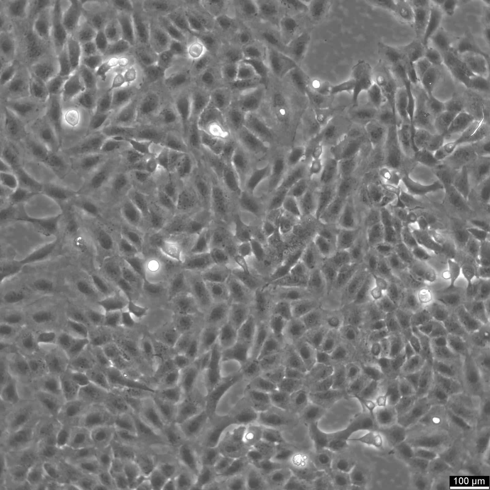 305015 | F81 Clinisciences