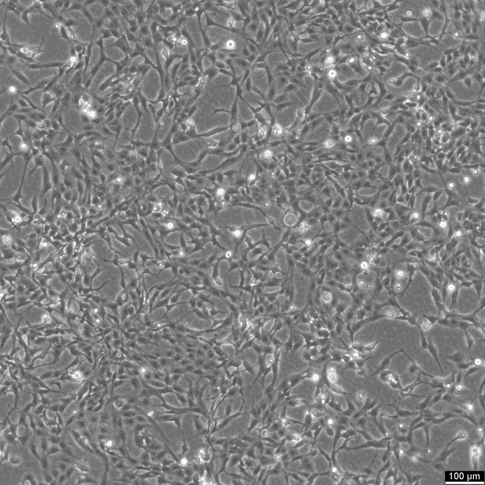 305015 | F81 Clinisciences