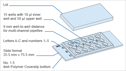 81506 | µ-Slide 15 Well 3D ibiTreat: #1.5 polymer coverslip, tissue