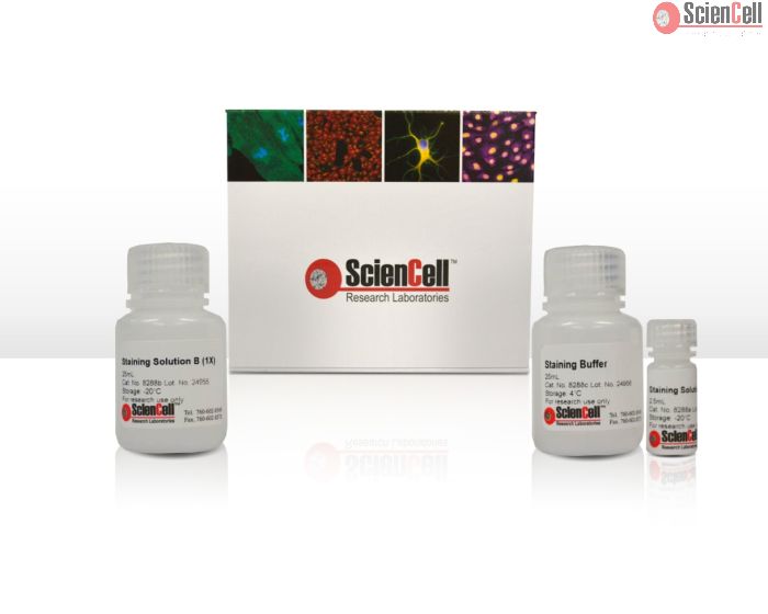8288-SC | Alkaline Phosphatase Staining Assay (Red) Clinisciences