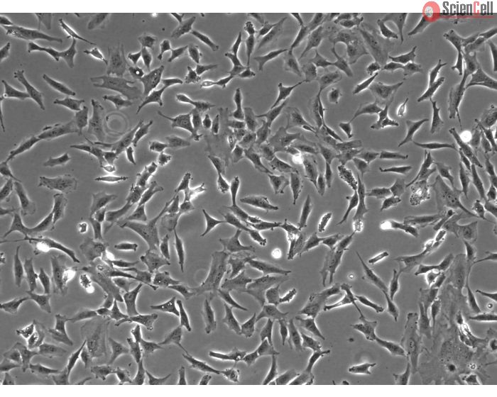1870-KIT | Human Retinal Astrocytes - Comprehensive Kit Clinisciences