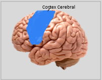 Cortex cérébral Clinisciences