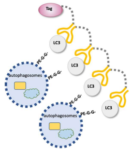 Protein Capture Tools: Advancing Research Clinisciences