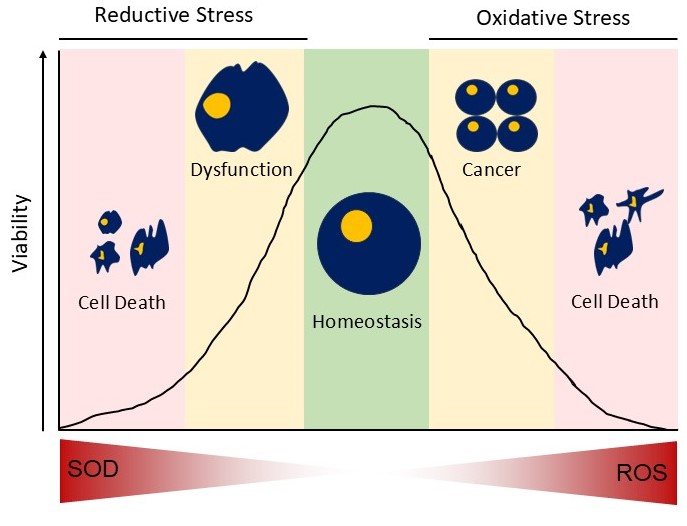Redox Homeostasis Assays Clinisciences