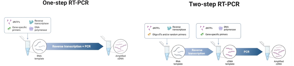 RT-PCR Protocol Clinisciences