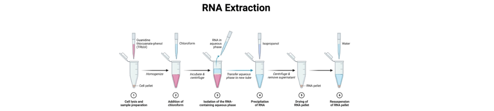RT-PCR Protocol Clinisciences