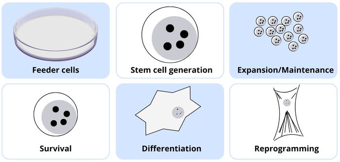 Biochemical Modulators for Precise Stem Cell Control Clinisciences