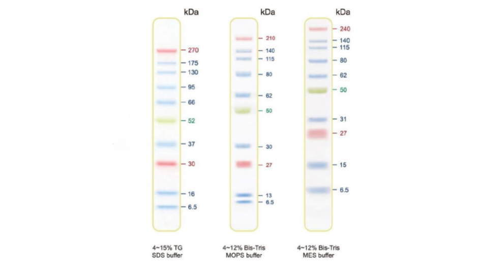 NeoPRO 10 Prestained Protein Ladder Clinisciences