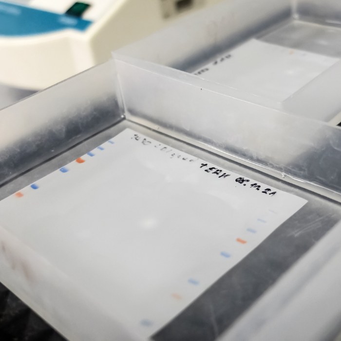 Protocolo de Western Blot Clinisciences