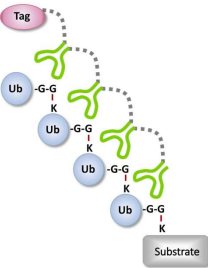 Protein Capture Tools: Advancing Research Clinisciences